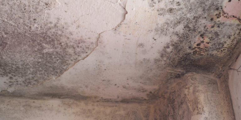 How Basement Mold Removal Works | ARC Insulation